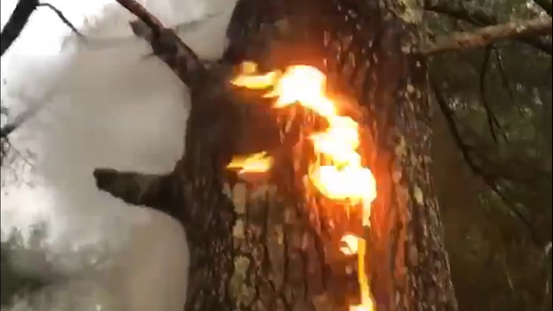 Lightning sparks inferno inside this tree like something out of a ...