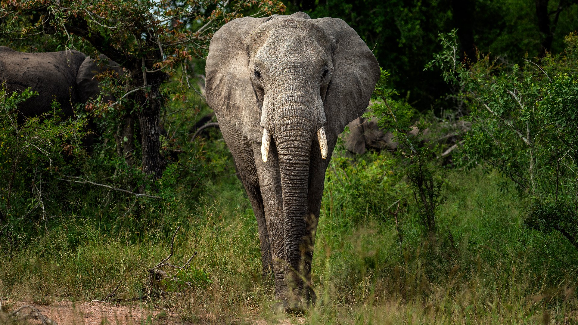 Africa's elephants endangered due to habitat loss, poaching | cbs8.com