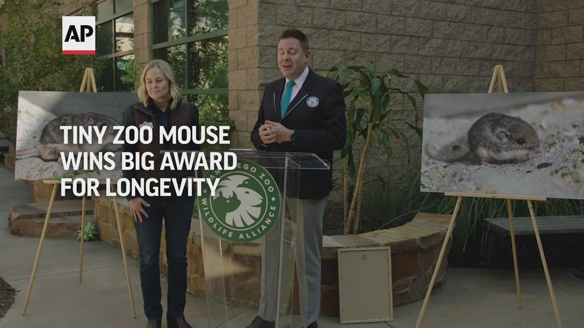 Tiny 9-year-old zoo mouse gets Guinness World Record for longevity ...