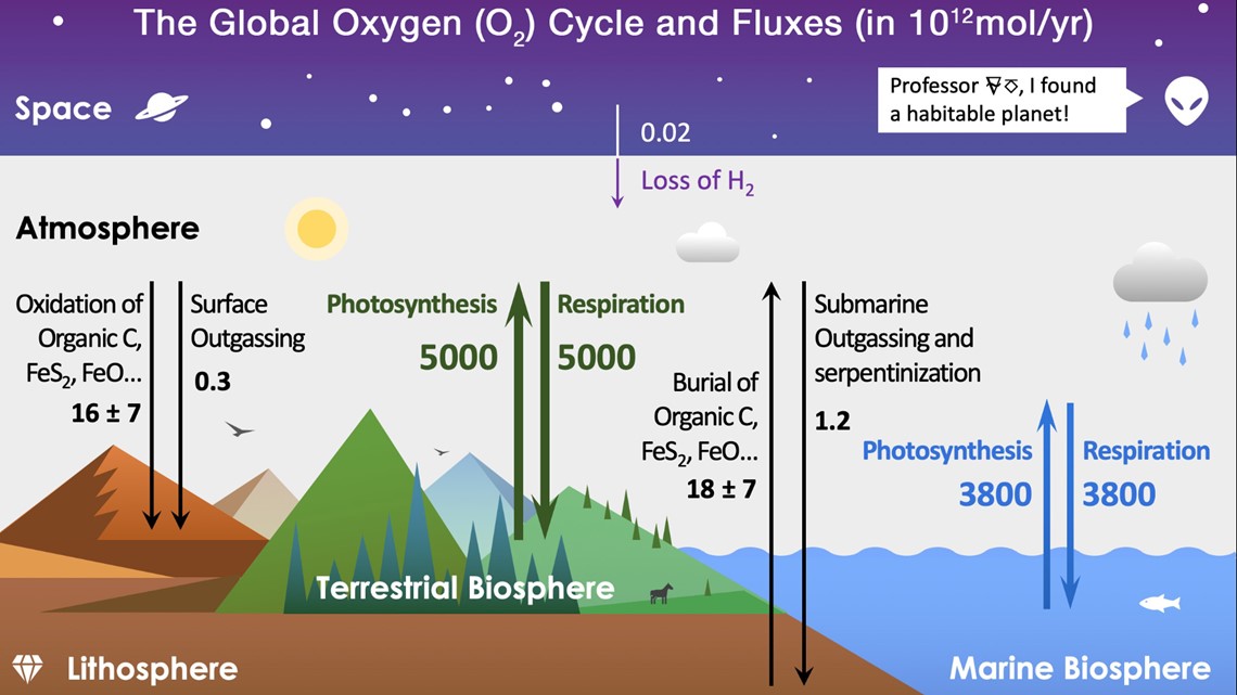 VERIFY: Is the Amazon Forest responsible for 20% of the world's oxygen ...