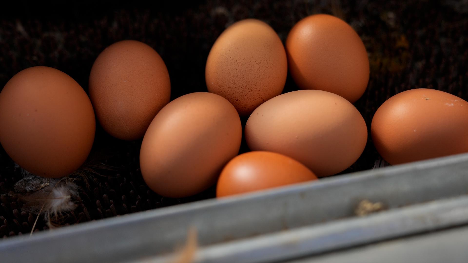 US expands brown egg recall over salmonella fears | cbs8.com