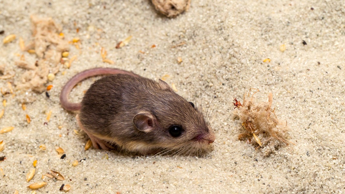 Oldest mouse? San Diego zoo mouse gets Guinness World Record | cbs8.com