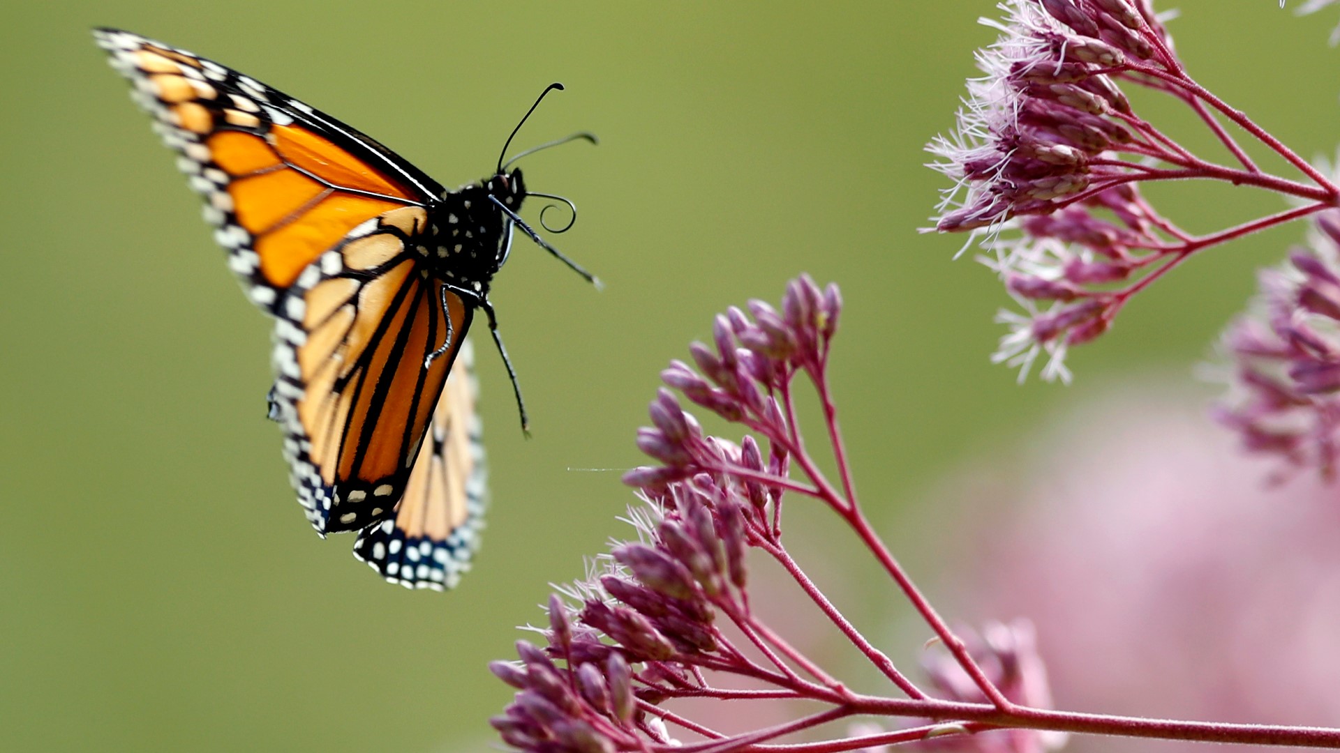 Climate change, insecticides, herbicides impacting insects | cbs8.com