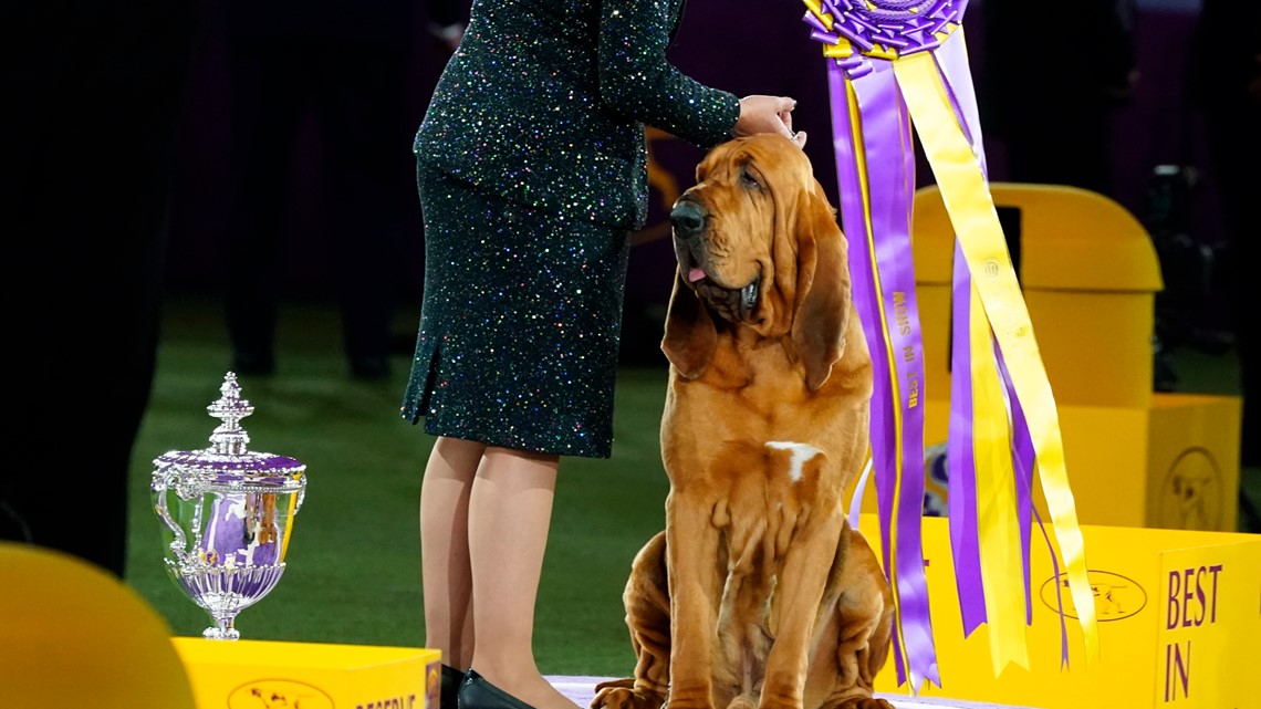 Westminster Dog Show 2022: Trumpet the bloodhound wins | cbs8.com