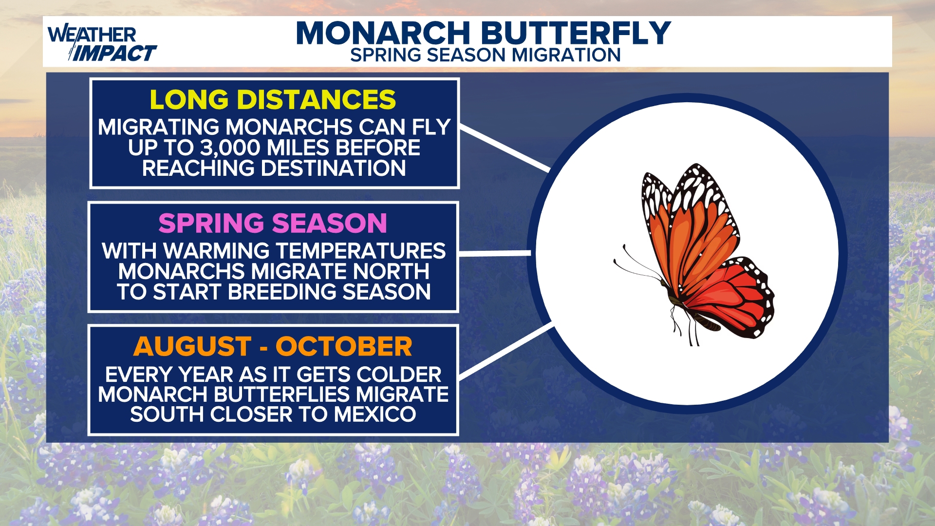 Millions of monarch butterflies begin annual spring migration north ...