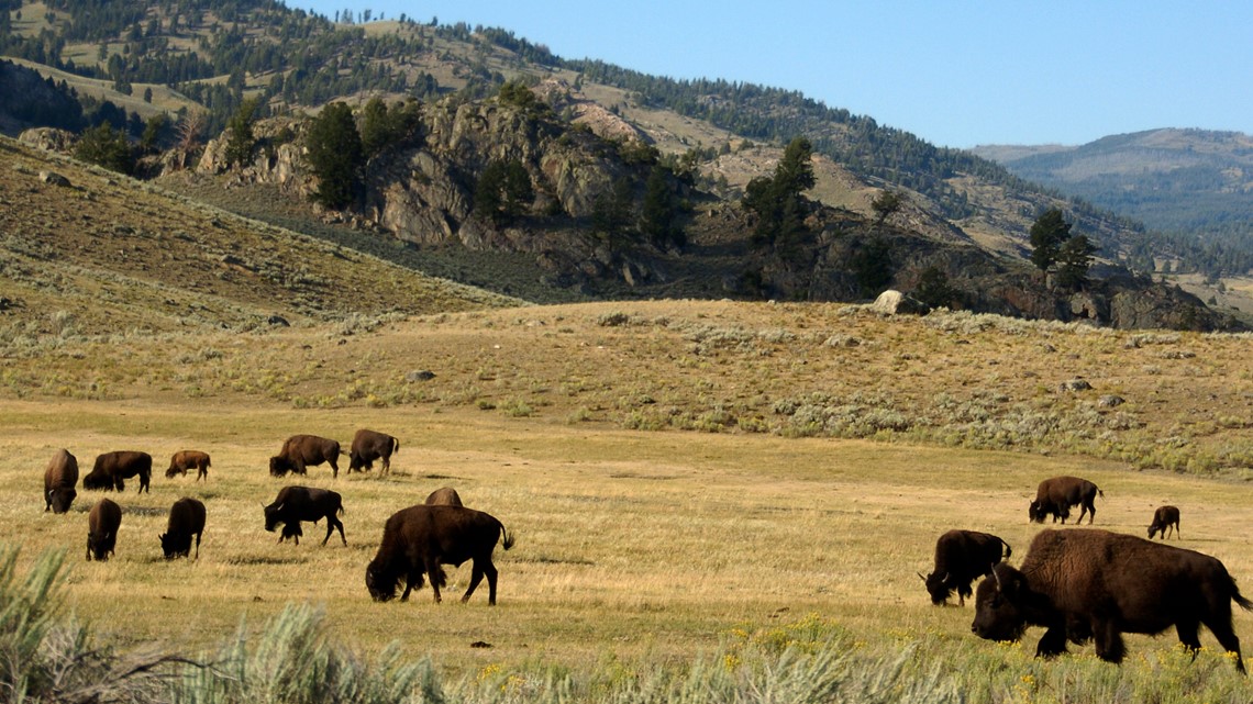 Yellowstone National Park reports busiest September | cbs8.com