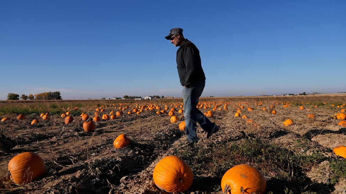 Severe weather takes a toll on pumpkin crops | cbs8.com
