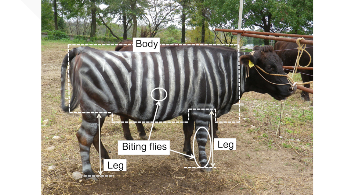 Japanese researchers paint cows like zebras to reduce fly bites | cbs8.com