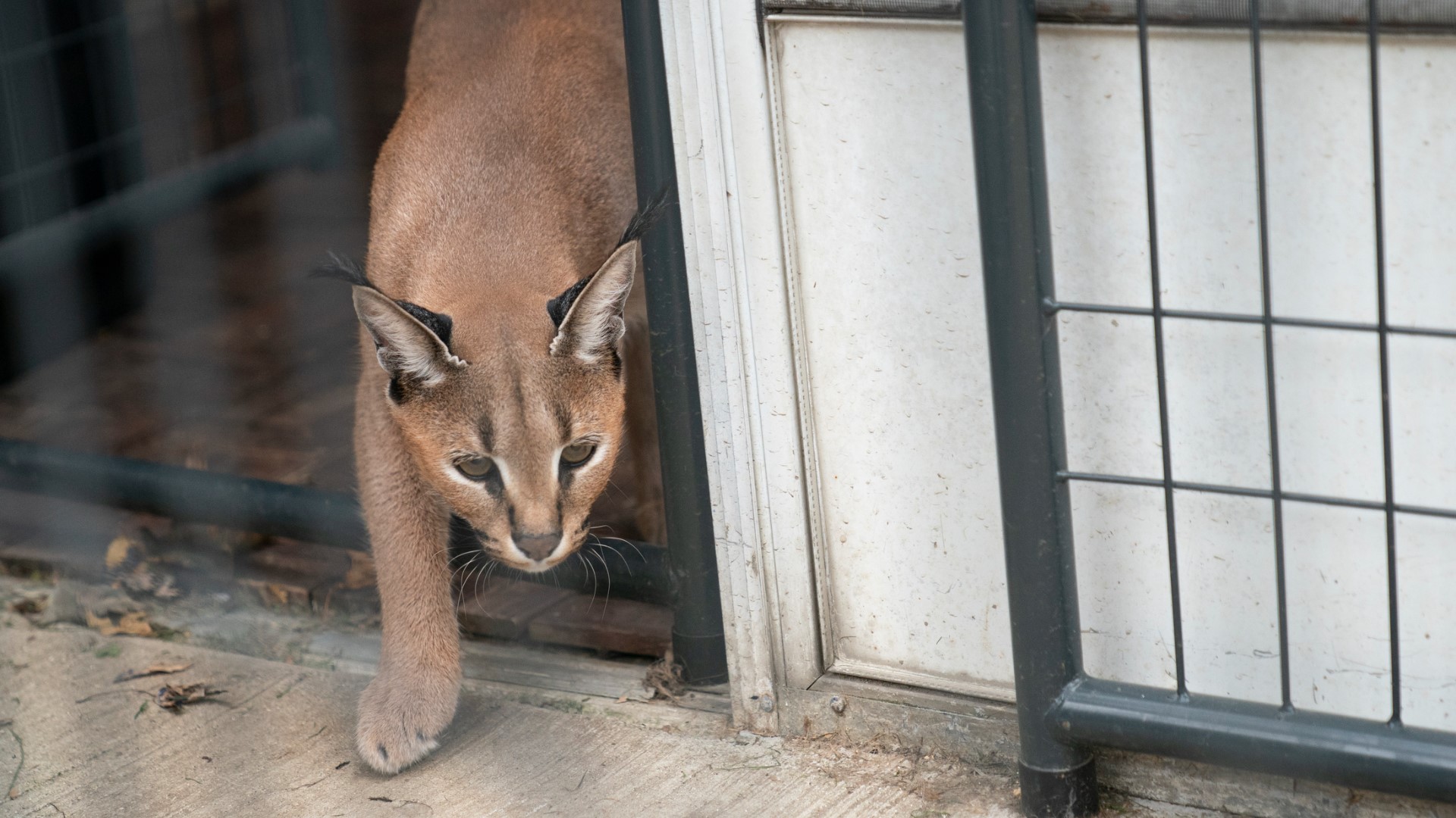 Michigan caracal cat owner ordered to find them new home | cbs8.com
