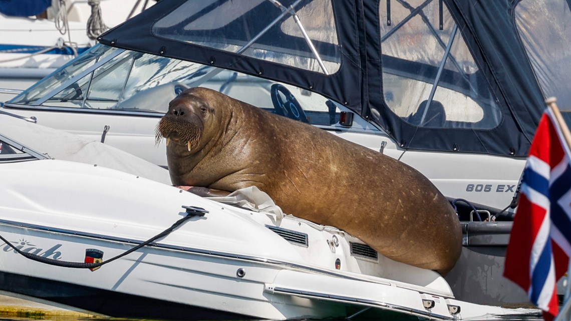 Norway euthanizes Freya the walrus in Oslo | cbs8.com