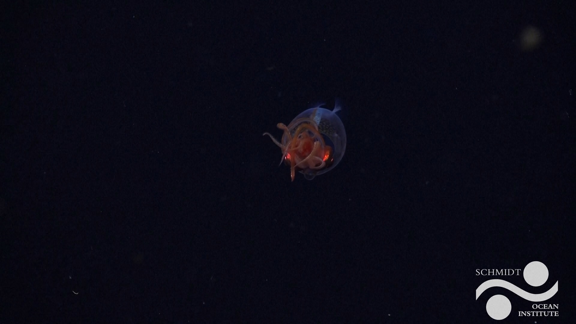 First video taken of colossal squid in deep sea | cbs8.com