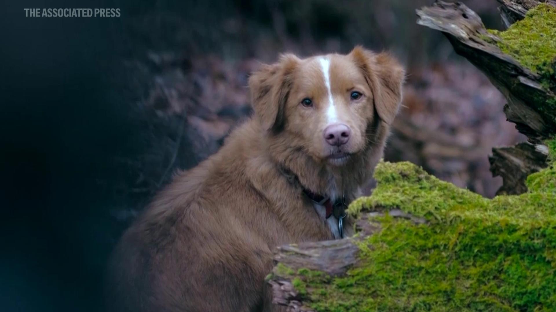 Meet the breakout canine star of horror movie 'Good Boy' | cbs8.com