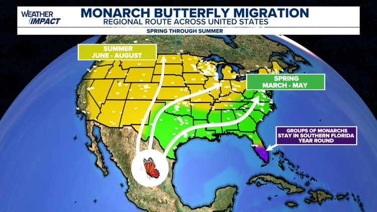 Millions of monarch butterflies begin annual spring migration north ...