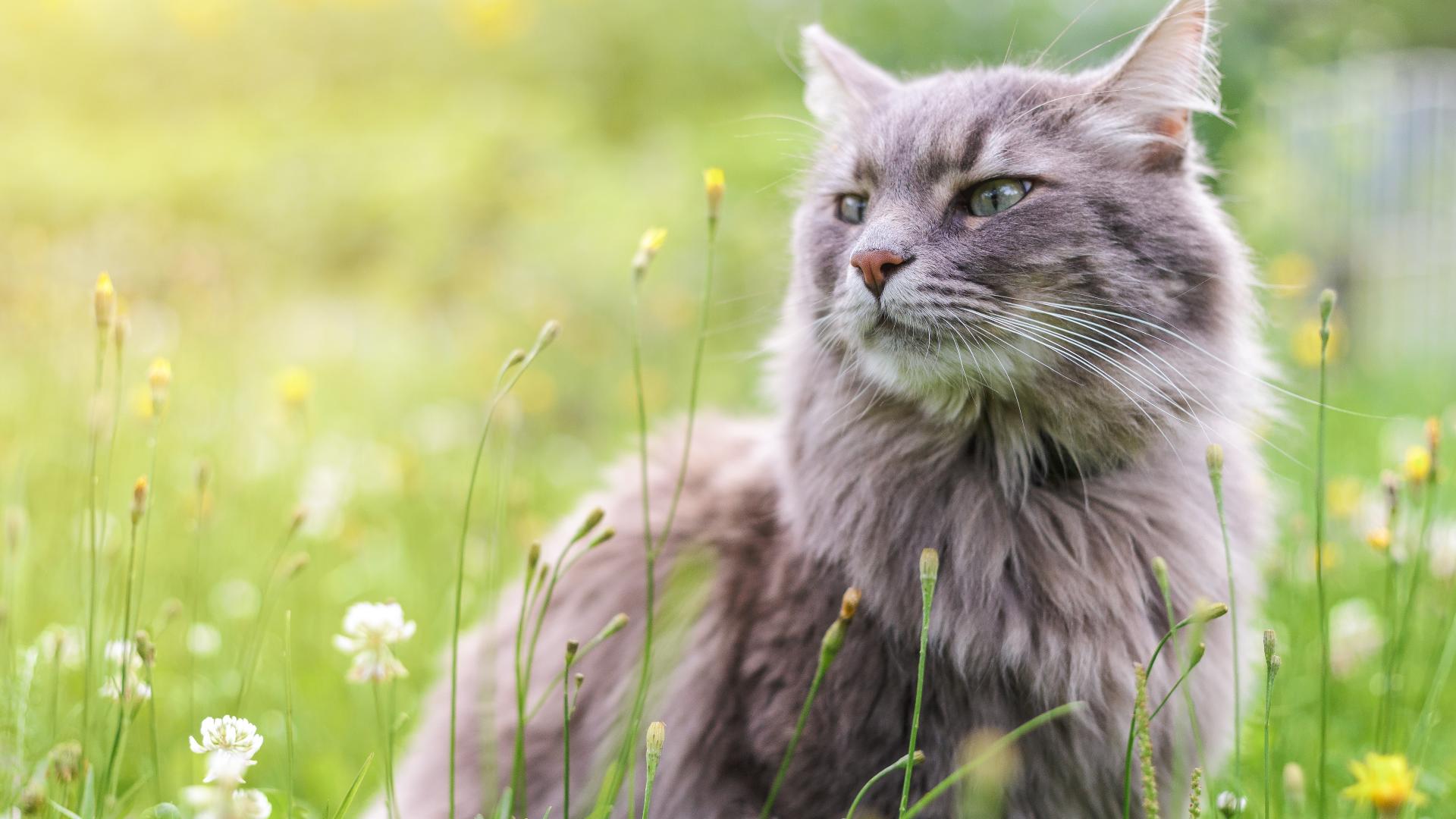 Somerville pets get paw-litical in 'Bike Path Mayor' race | cbs8.com
