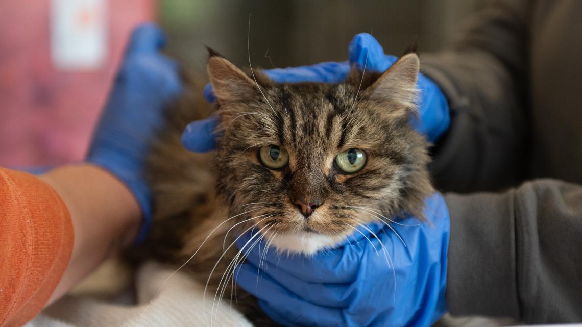 Tabby cat survives 380-foot fall in Utah | cbs8.com