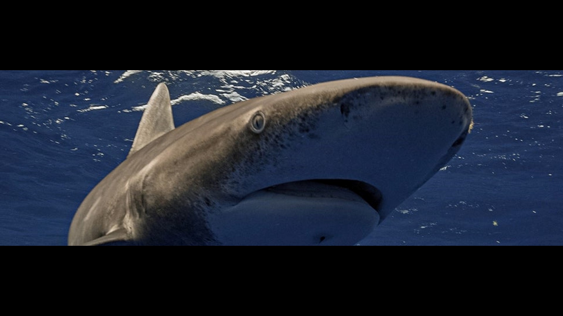 SharkFest: How to Watch the Annual National Geographic Event on Disney ...