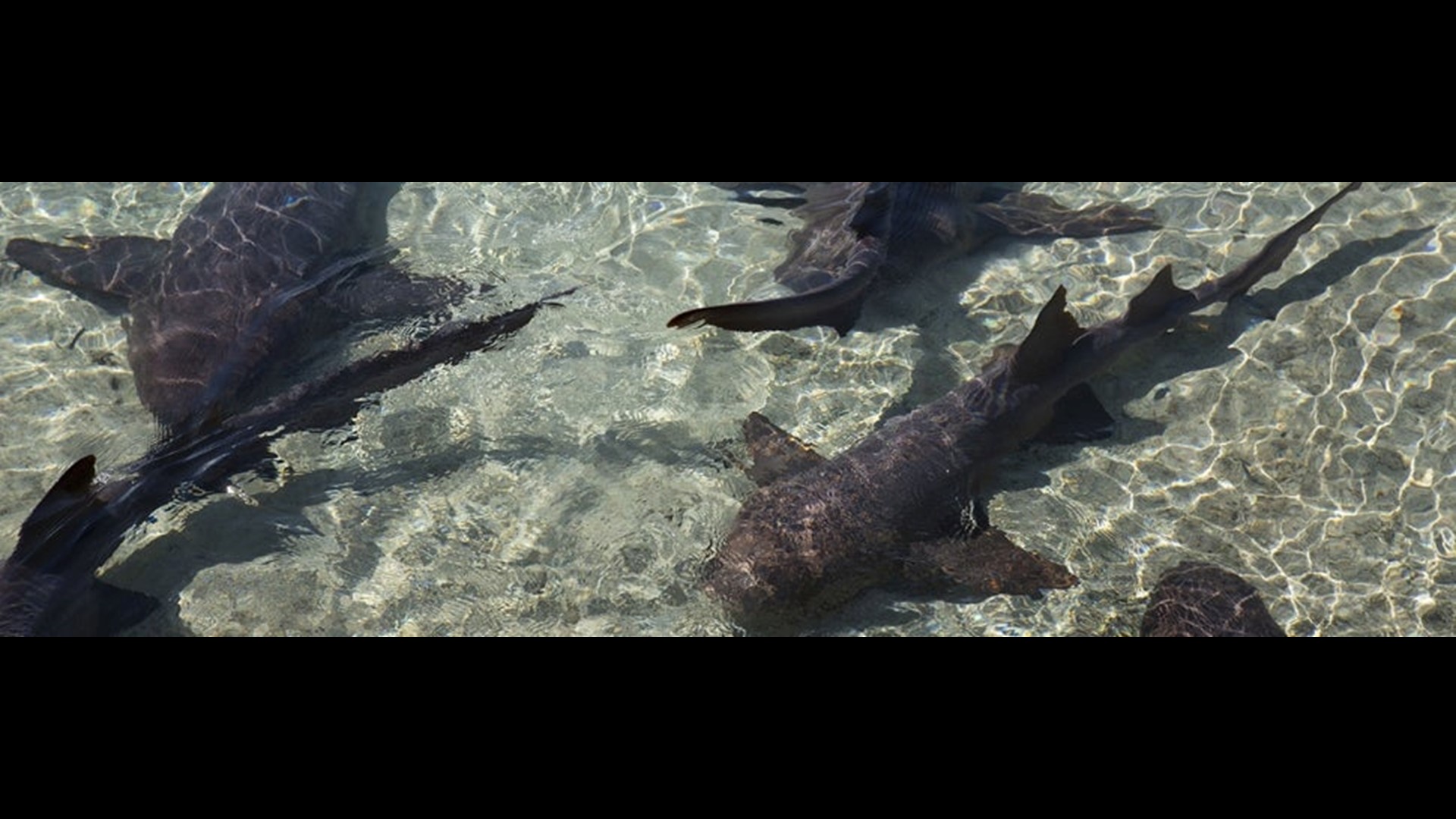 SharkFest: How to Watch the Annual National Geographic Event on Disney ...