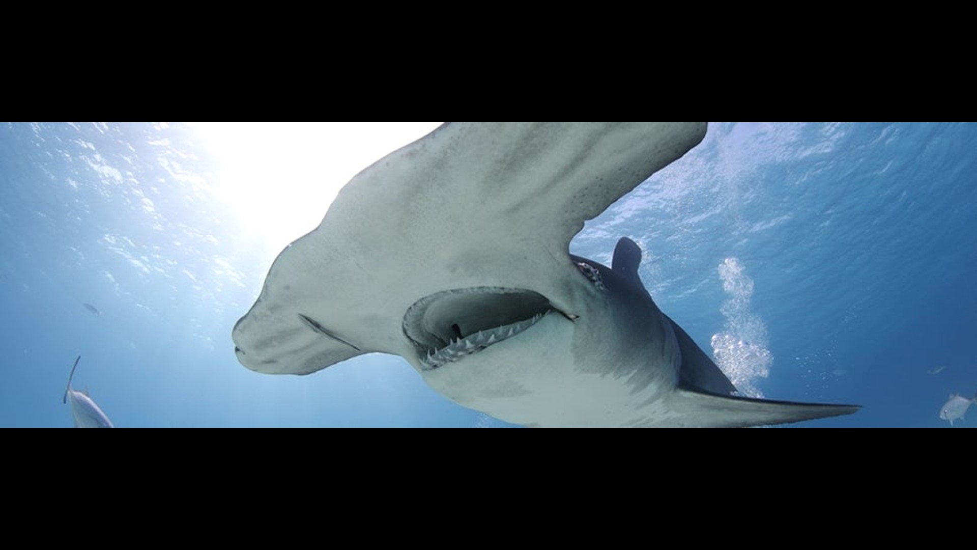 SharkFest: How to Watch the Annual National Geographic Event on Disney ...