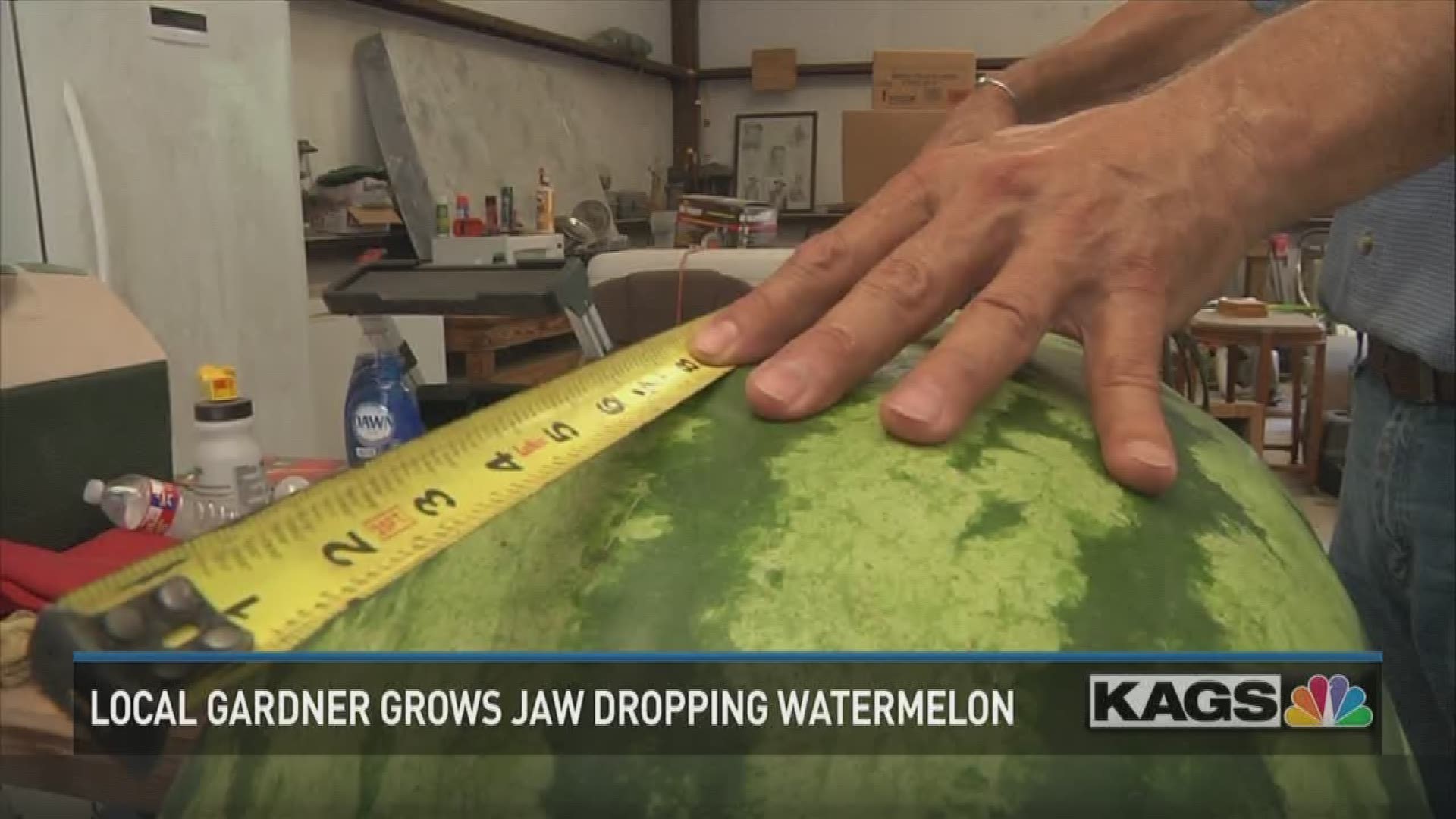 Local gardener grows jaw dropping watermelon | cbs8.com