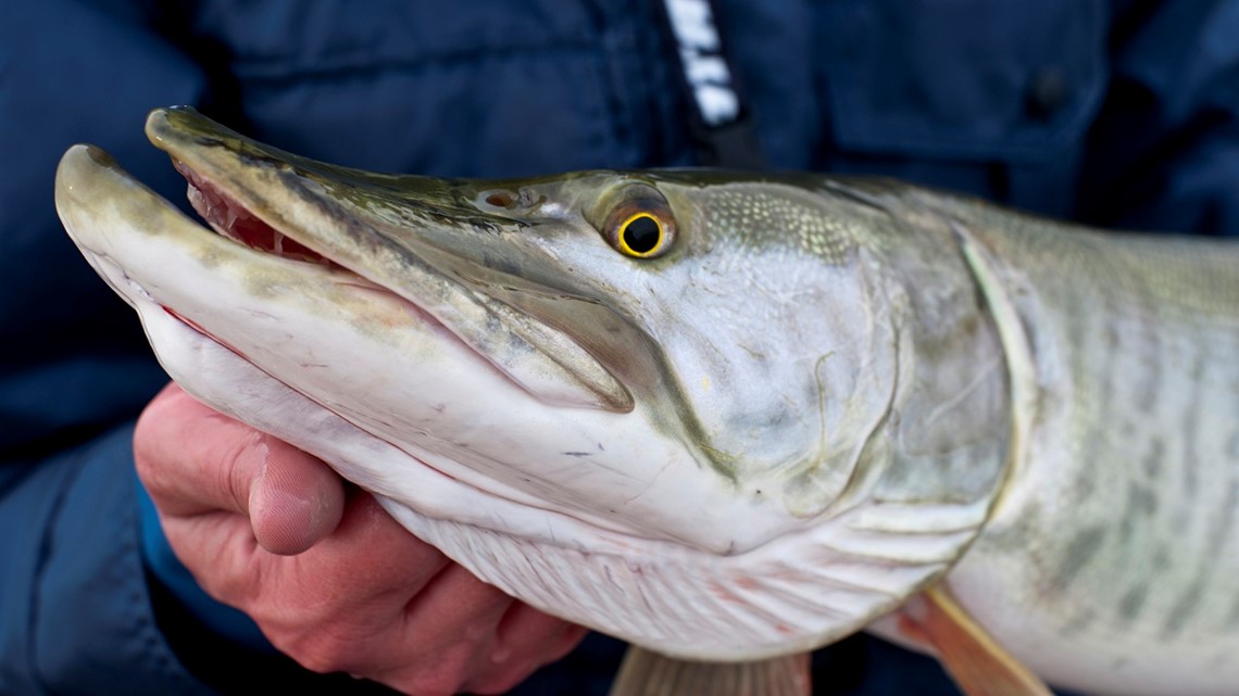 Muskie stocking dispute remains unresolved | cbs8.com
