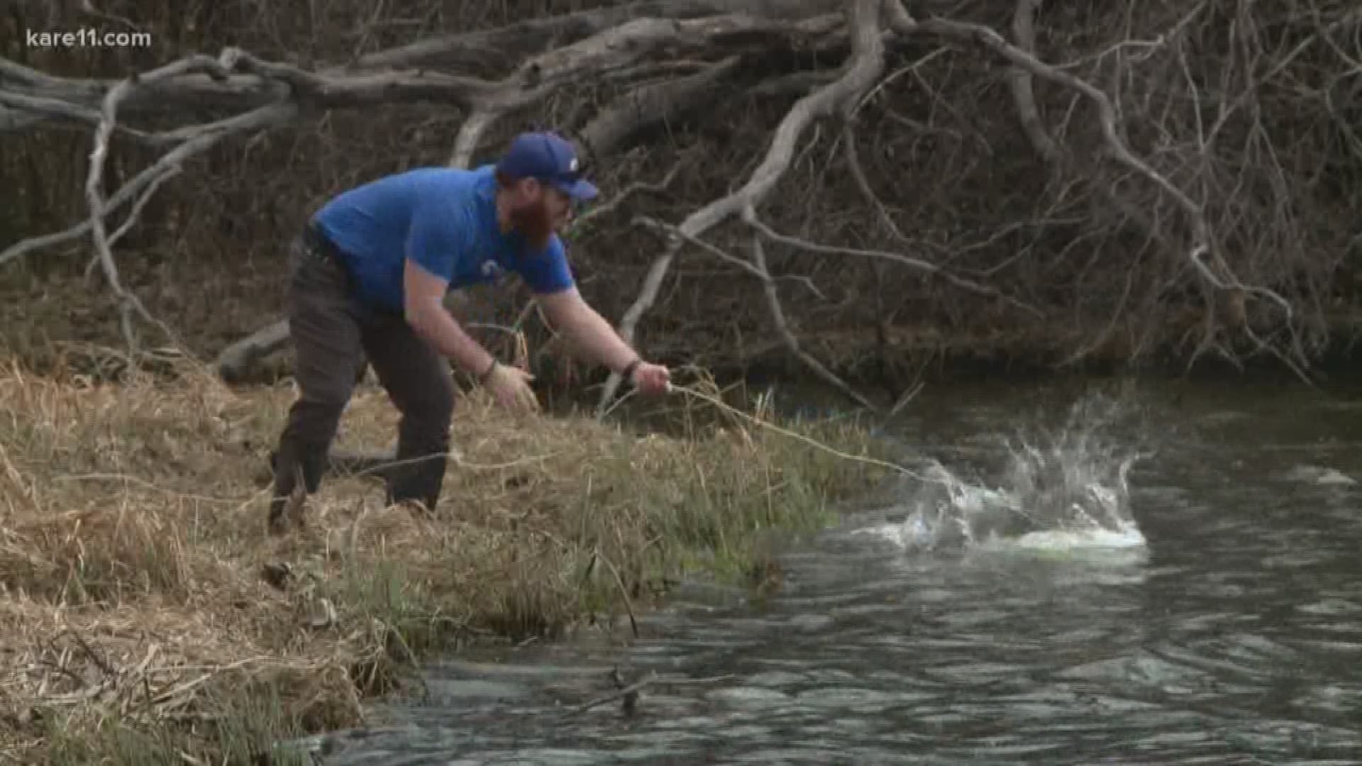 Invasive goldfish have taken over a Carver Co. chain of lakes | cbs8.com