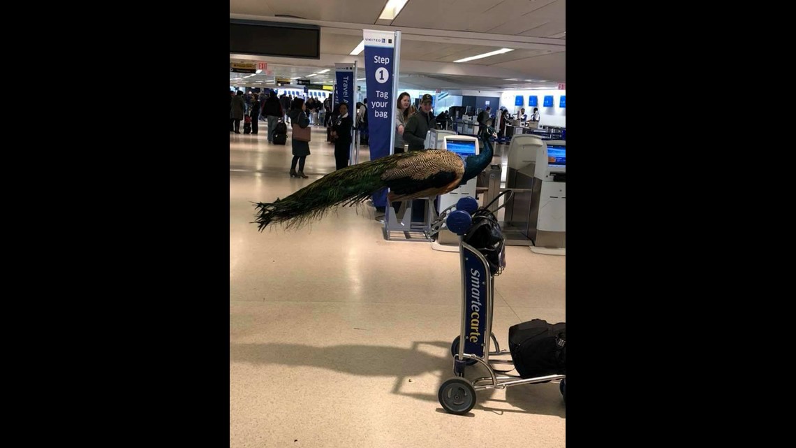 Emotional support peacock denied access on United flight | cbs8.com