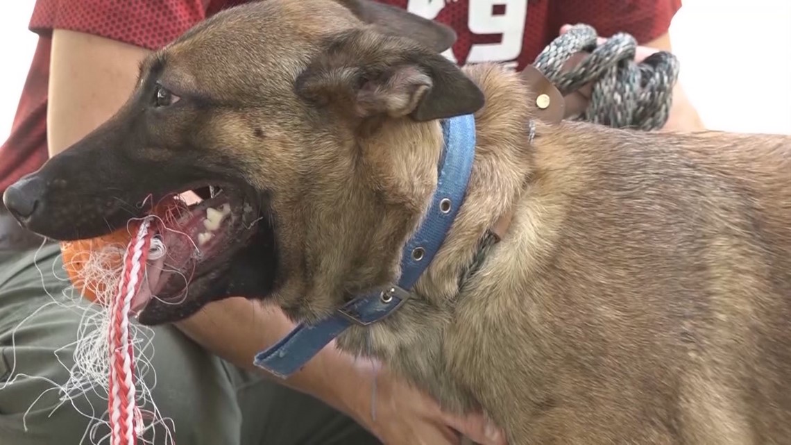 Dogs seized in FBI raid being trained for new homes, no update on ...