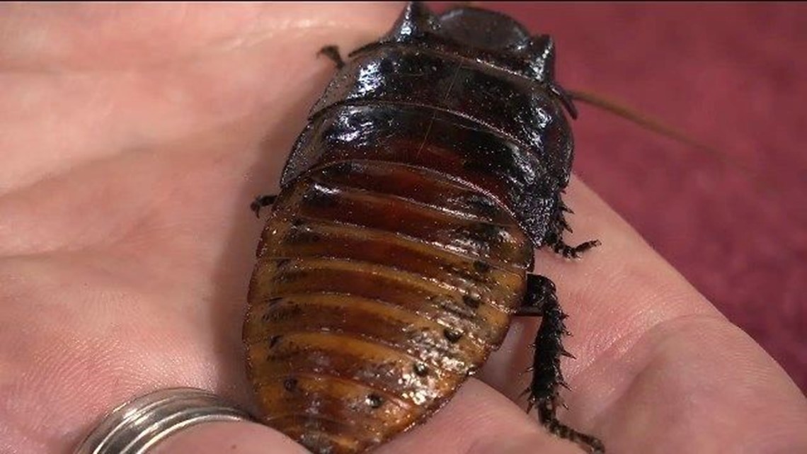 Zoo Day: Madagascan Hissing Cockroach | cbs8.com