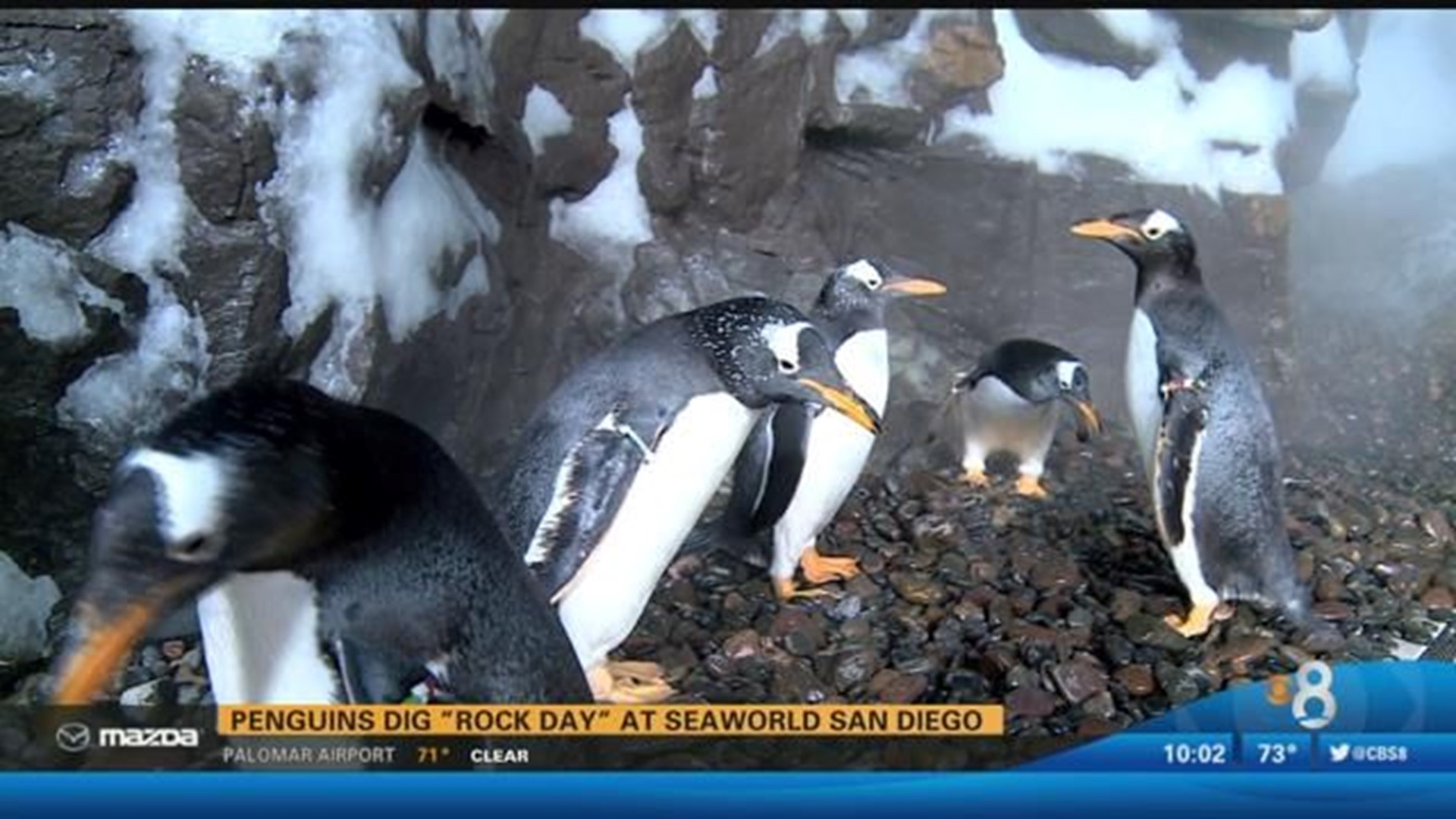 Penguins dig "Rock Day" at SeaWorld | cbs8.com