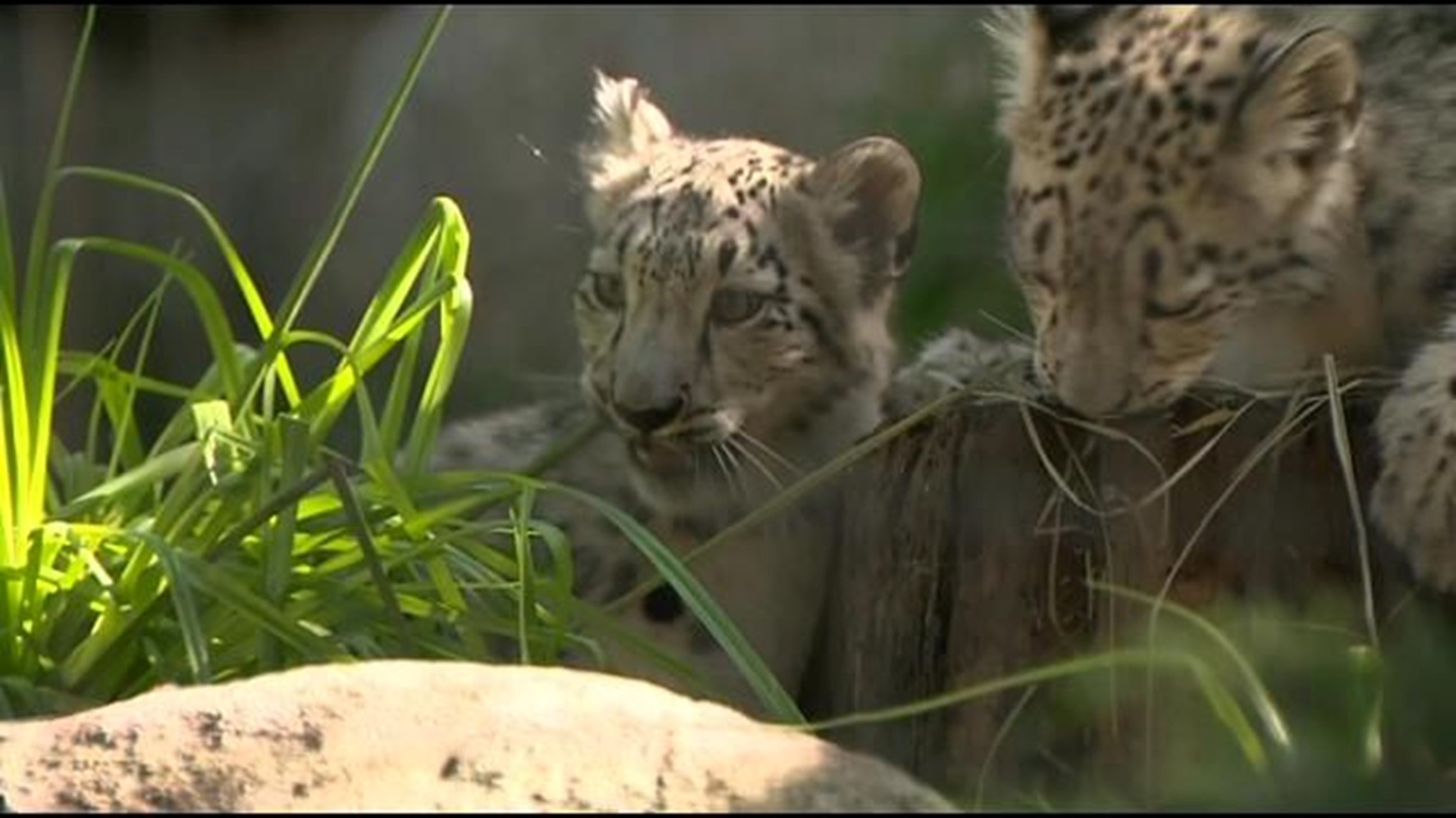 Two sibling snow leopard cubs debut at Los Angeles Zoo | cbs8.com