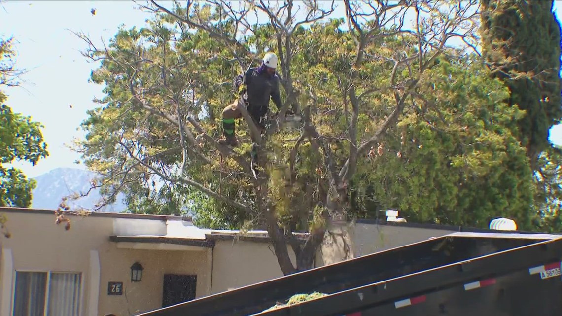 Residents at Alpine apartment complex upset over tree removals underway ...