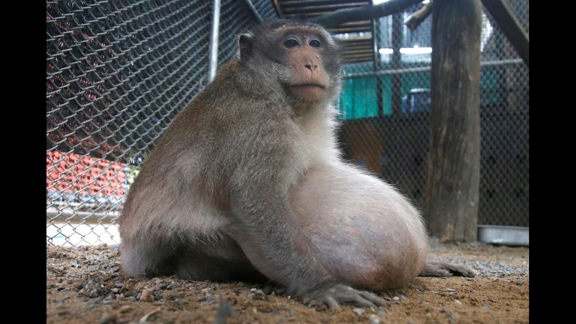 Thailand's chunky monkey on diet after gorging on junk food | cbs8.com