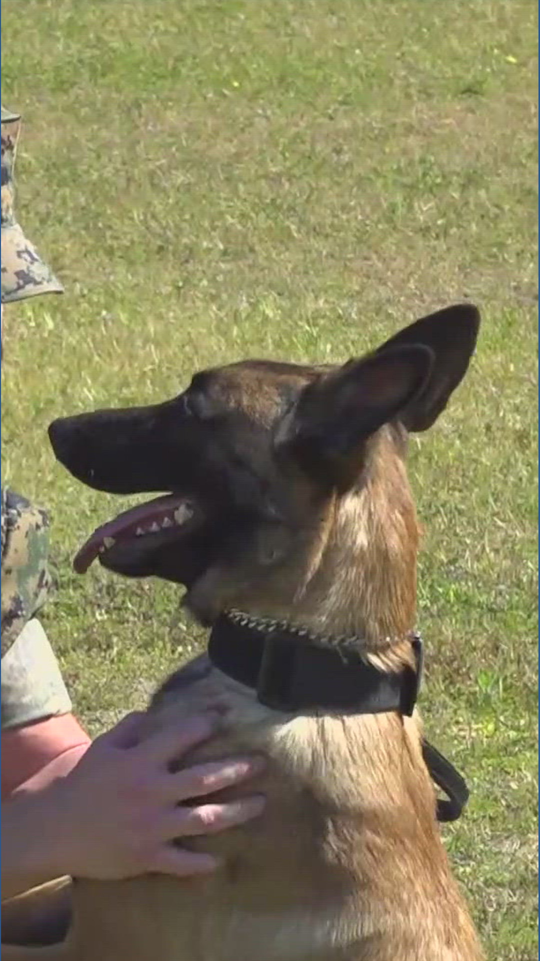 MCAS Miramar opens kennel to disprove dog welfare report | cbs8.com