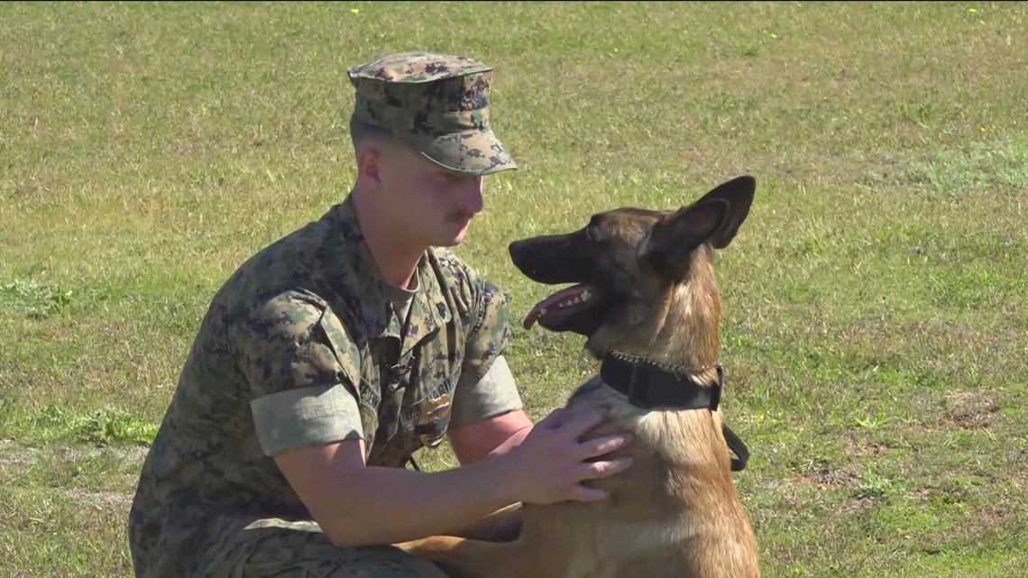 MCAS Miramar opens kennel to disprove dog welfare report | cbs8.com