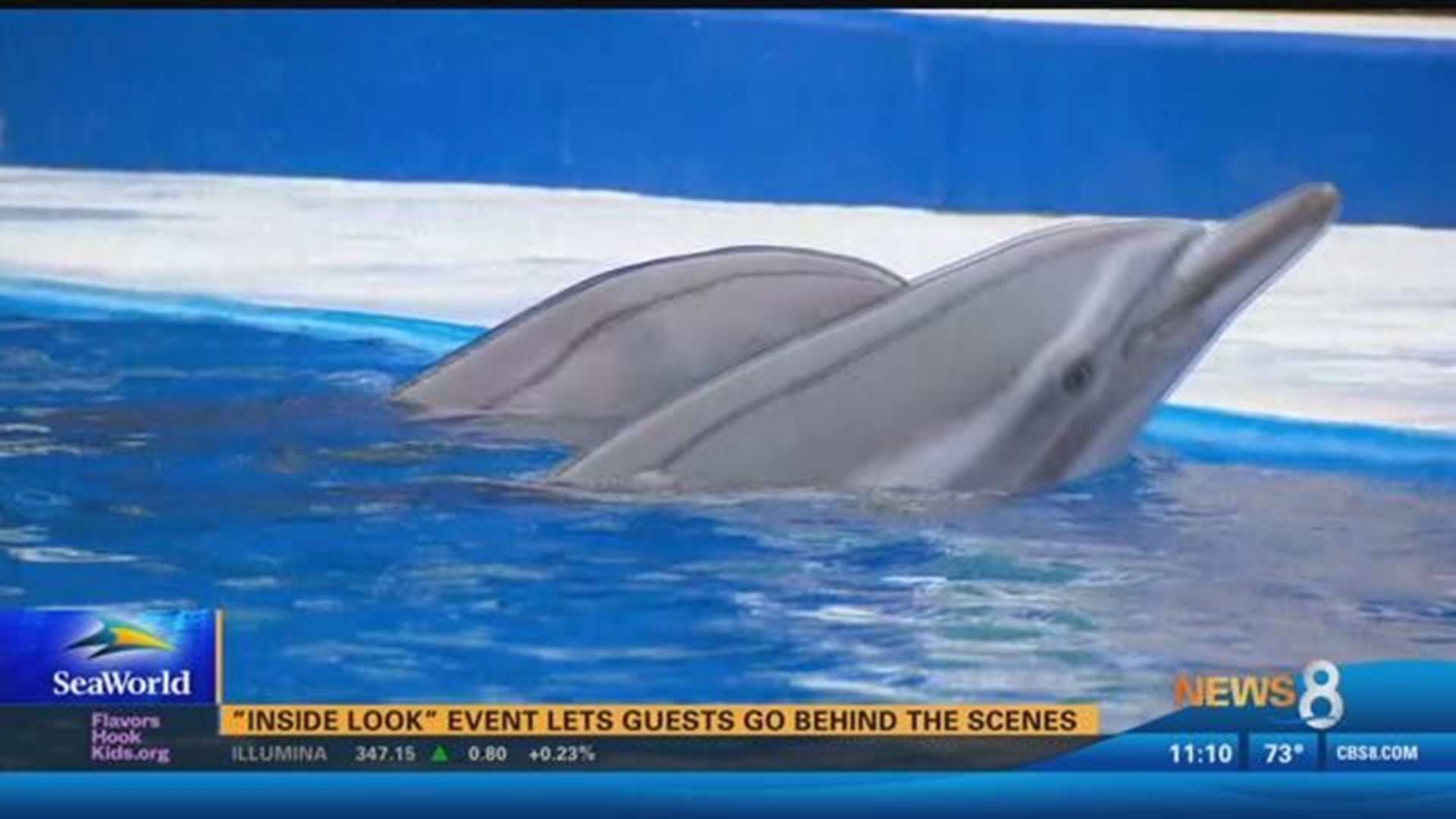Get behind the scenes access at SeaWorld with “Inside Look” | cbs8.com