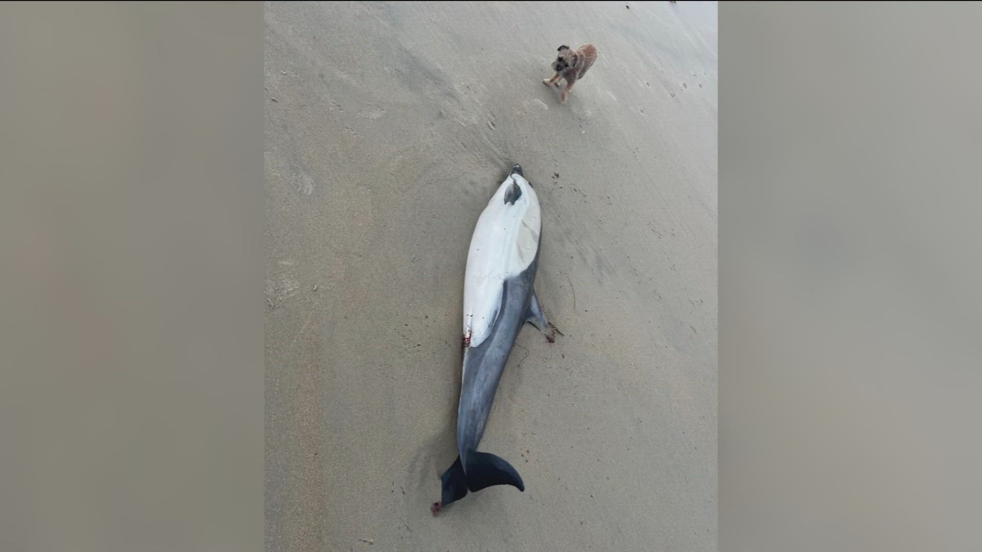 Several dolphin deaths in San Diego possibly linked to algae blooms ...