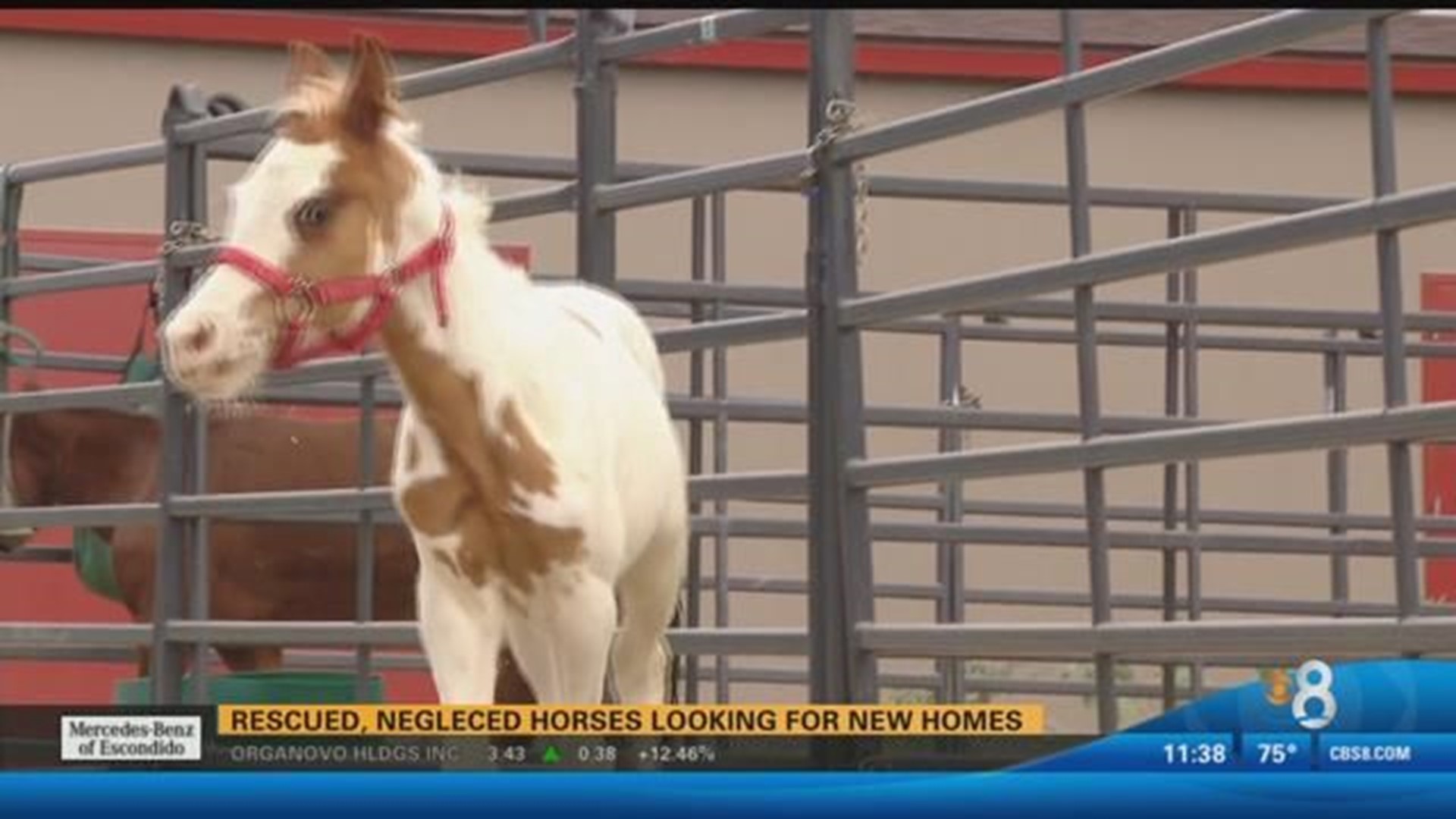 Rescued, neglected horses looking for new homes | cbs8.com