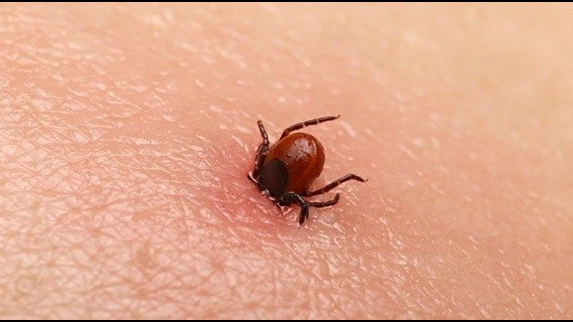 Ticks test positive for "rabbit fever" in San Diego | cbs8.com