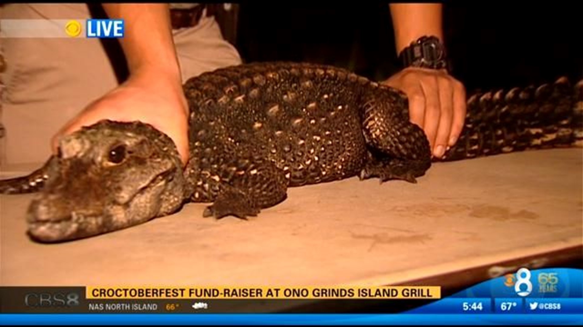Celebrate Croctoberfest and help an endangered crocodile | cbs8.com