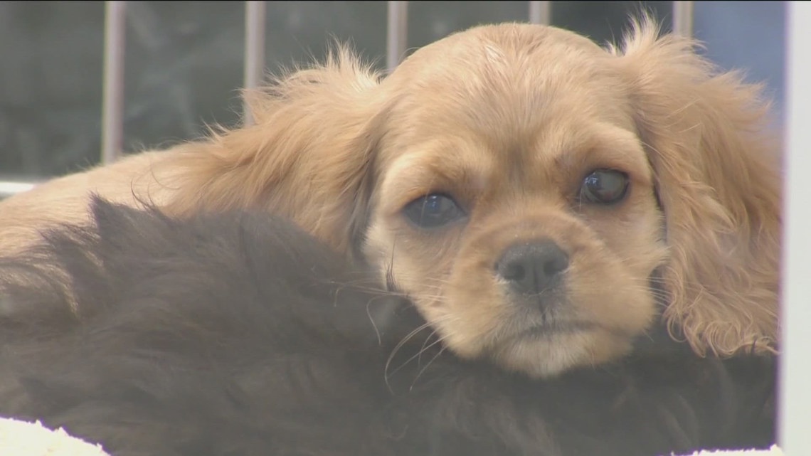 California aims to end puppy mills with new bills | cbs8.com