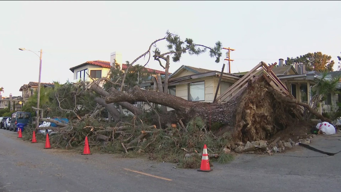 After trees fell across San Diego County during a holiday storm, here's ...