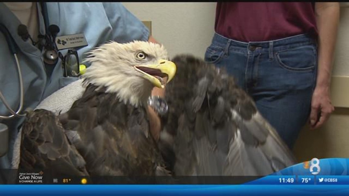 East County rescuers helping sick bald eagle | cbs8.com