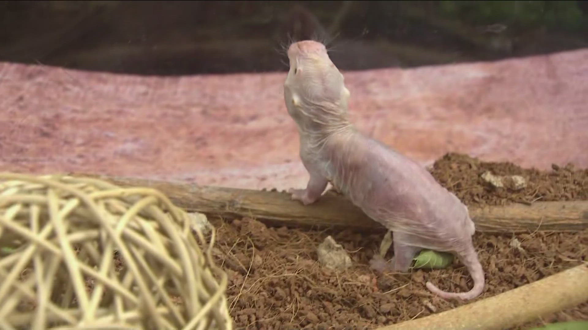 Zoo Day | Meet the naked mole-rat | cbs8.com