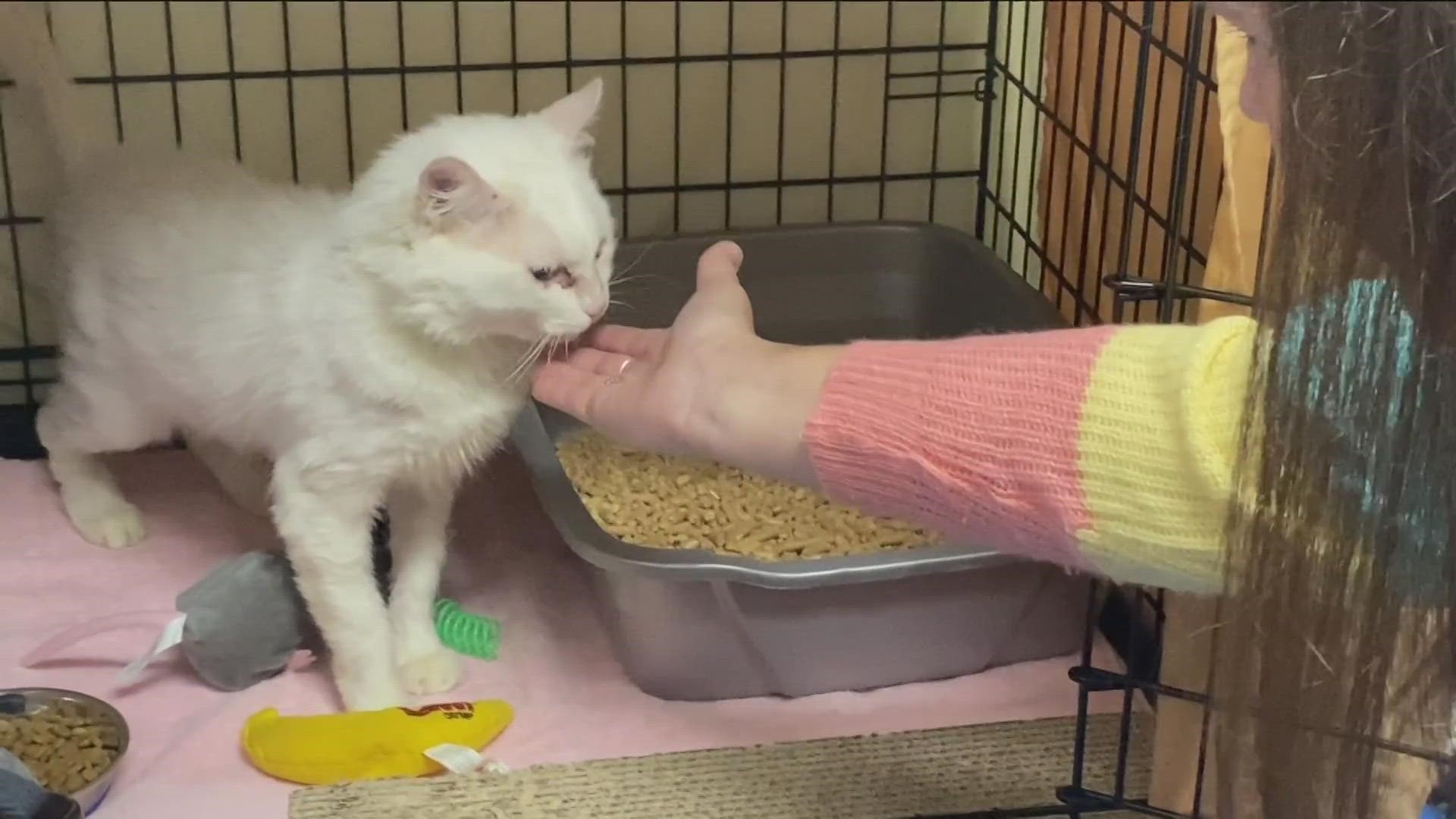 Family steps in to help feral cats who were rescued from a hoarder's ...