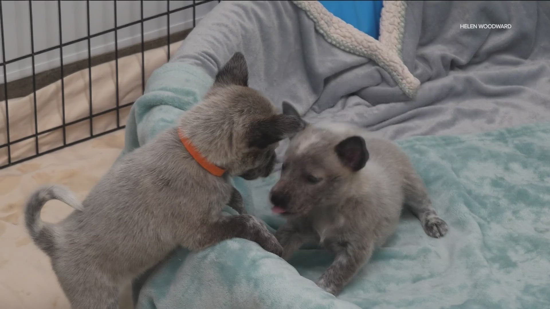 Helen Woodward Animal Center takes in adoptable dogs from LA fire zones ...