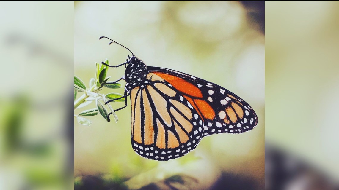 Super bloom brings big butterfly migration to San Diego | cbs8.com