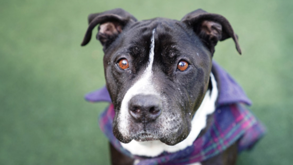 Kapon is a resilient dog looking for a new loving family | cbs8.com