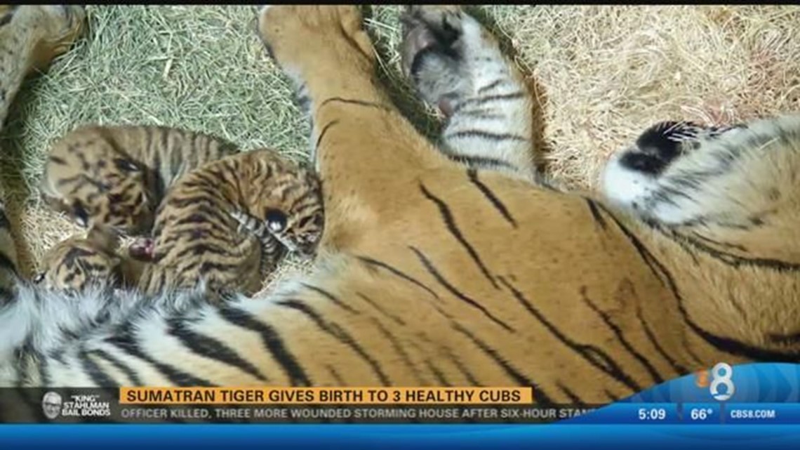 Sumatran tiger gives birth to three healthy cubs | cbs8.com