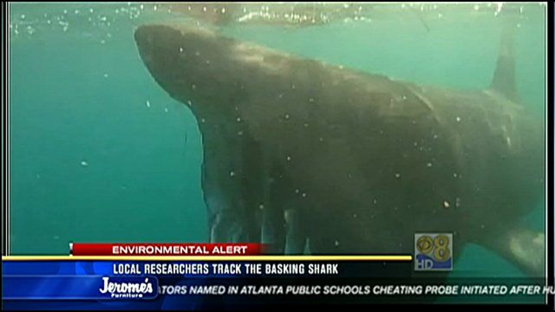 San Diego researchers track the basking shark | cbs8.com