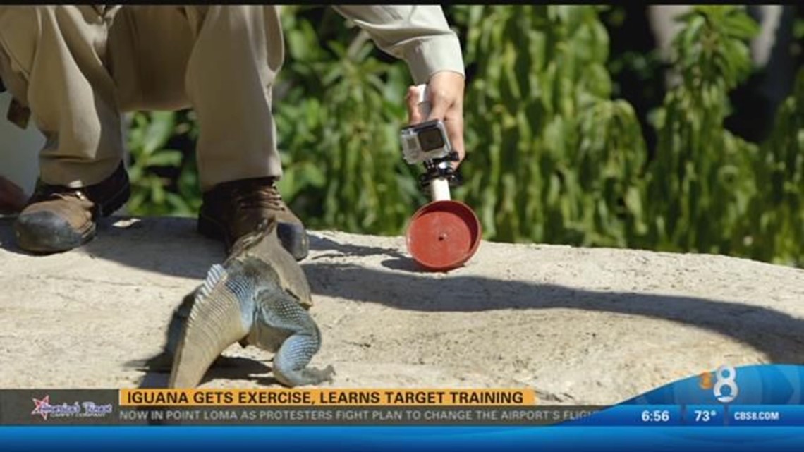 San Diego Zoo iguana gets exercise, learns target training | cbs8.com